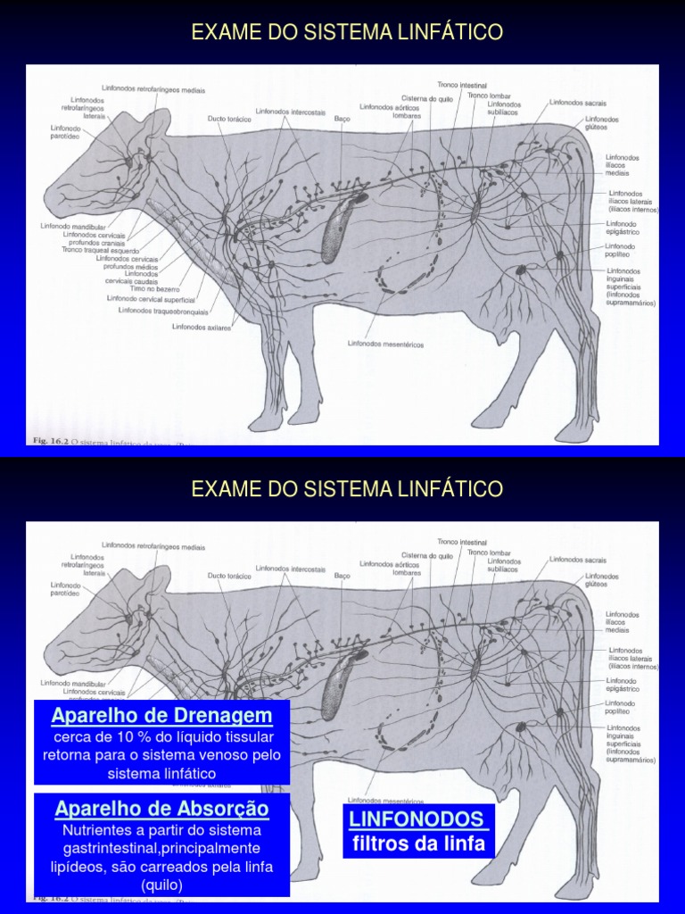 Slides Aula Linfonodo | PDF | Sistema linfático | Fisiologia