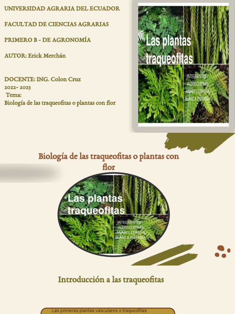 Biología y clasificación de traqueofitas | PDF | Hoja | Tallo de la planta