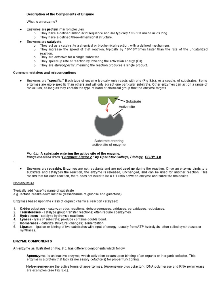 Enzyme Notes | PDF | Enzyme | Cofactor (Biochemistry)