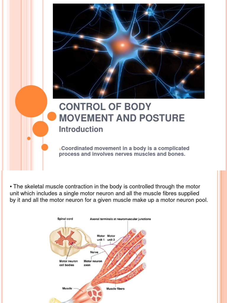 Control of Body Movement and Posture | PDF | Motor Neuron | Cerebral Cortex