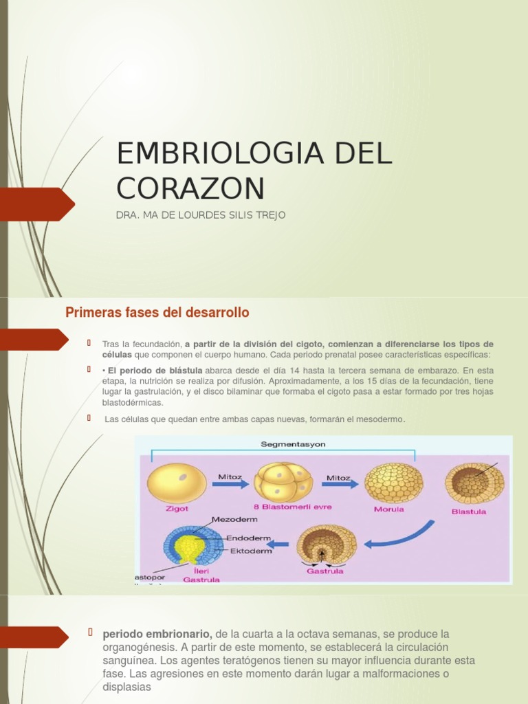 Embriologia Del Corazon | PDF | Embrión | Sistema cardiovascular