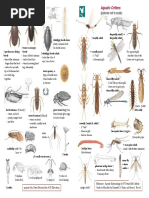 Identification Guide: Freshwater Invertebrate | PDF | Zoology | Insects