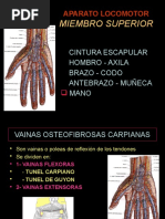Anatomía de las Falanges de la Mano | PDF | Mano | Articulación