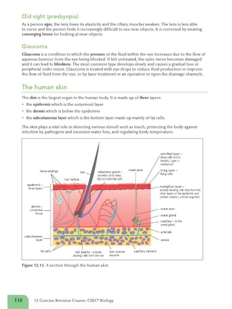 Temperature Regulation & Skin | PDF
