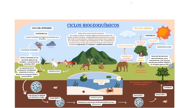 Diagrama Ciclos Biogeoquimicos | PDF | Nitrógeno | Amoníaco