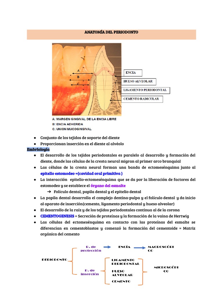 Anatomía Del Periodonto - 230227 - 203451 | PDF | Hueso | Tejido conectivo