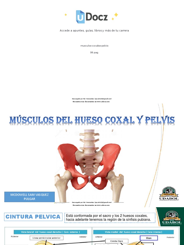 Musculos Coxales Pelvis 426679 Downloable 1107002 | PDF | Pelvis ...