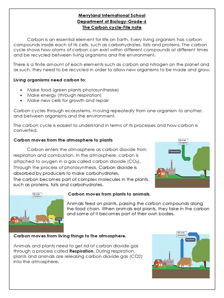Carbon Cycle-File Grade 6 | PDF | Carbon Cycle | Climate Change