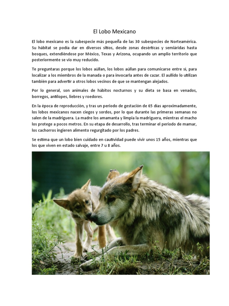 El Lobo Mexicano | PDF | Fauna | Mamíferos