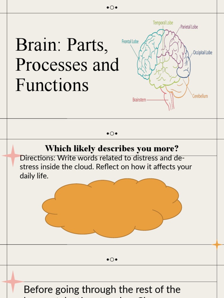 Brain Parts and Their Functions Explained | PDF | Human Brain | Brain