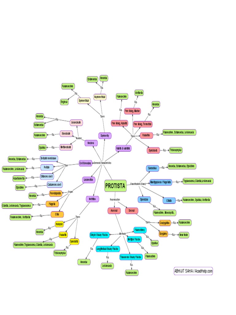 Protista-biology-mindmap-Biological-Classification | PDF | Protozoa | Organisms
