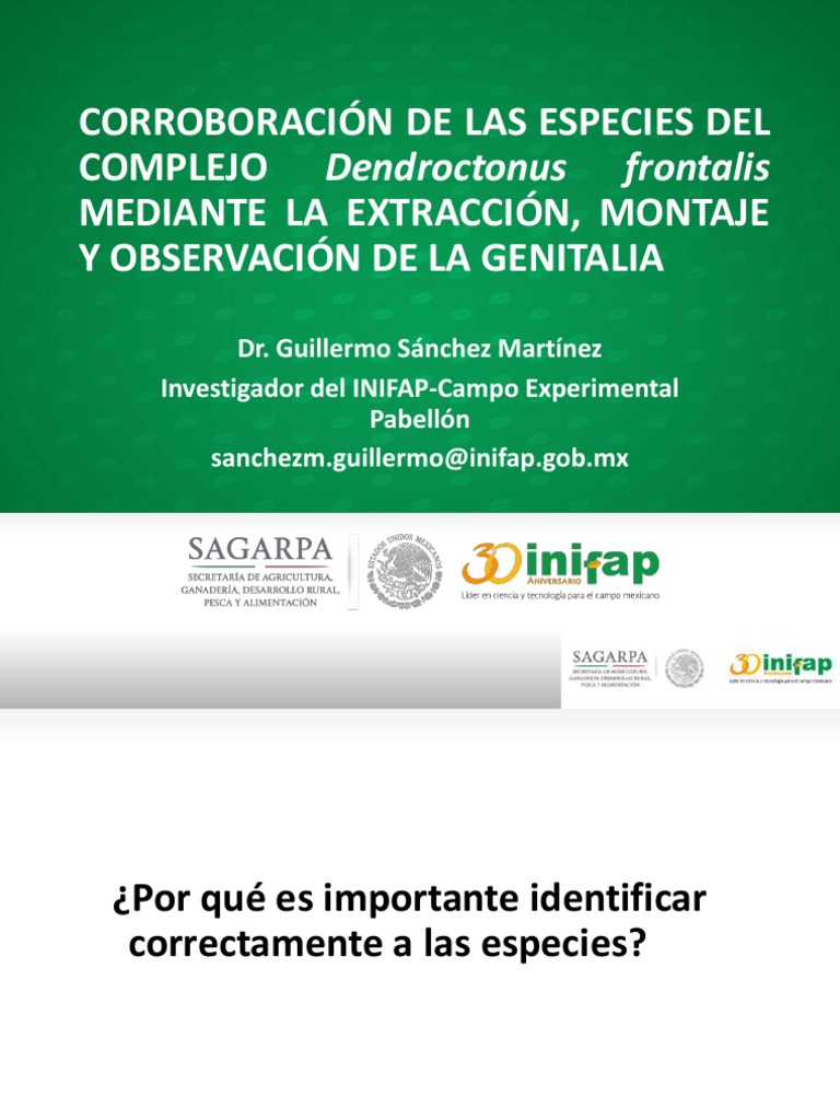 Corroboración de Especies - Extracción Genitalia I | PDF | Química