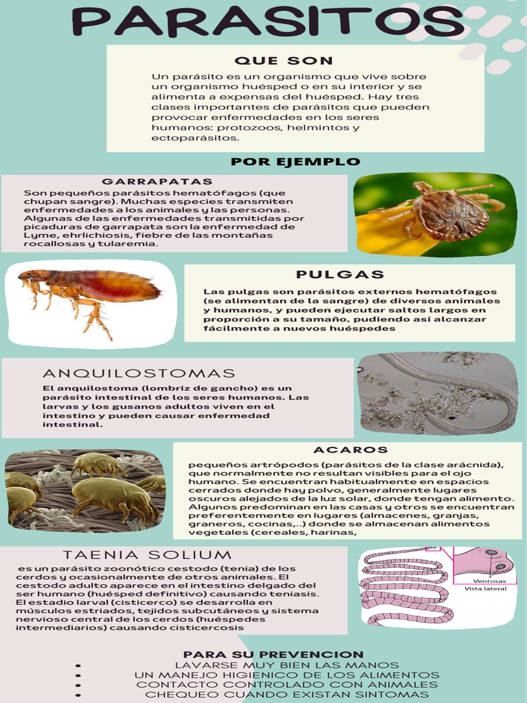 Parásitos Comunes y Prevención | PDF | Microbiología | Medicina CLINICA