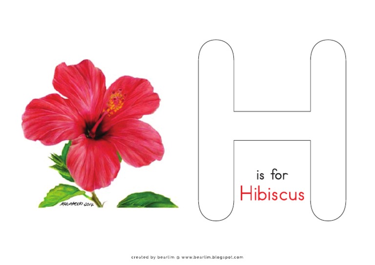 Worksheet - H Is For Hibiscus | PDF