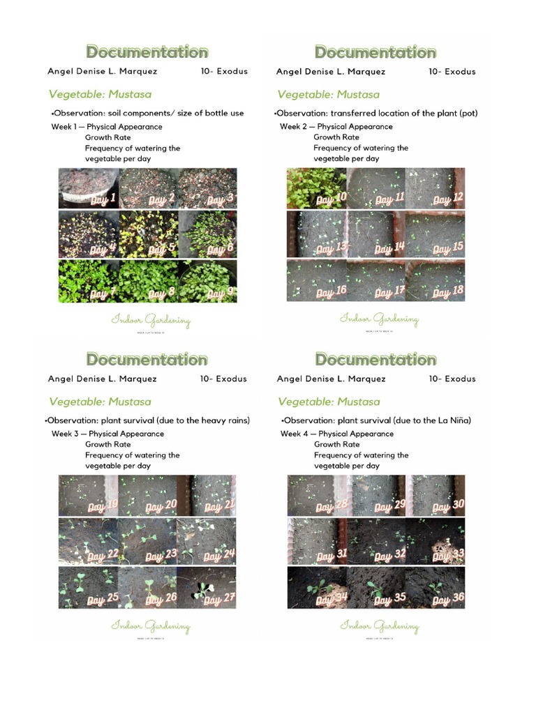 Plant Report Weeks 1-4 Sci10 | PDF