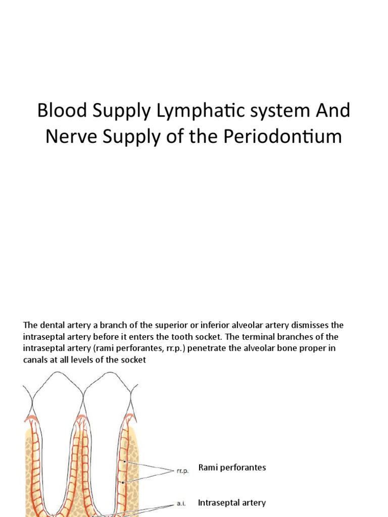Blood and Nerve Supply of Periodontium | PDF | Lymph | Dentistry Branches