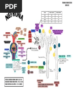 Infografia Azoados | PDF | Orina | Creatinina