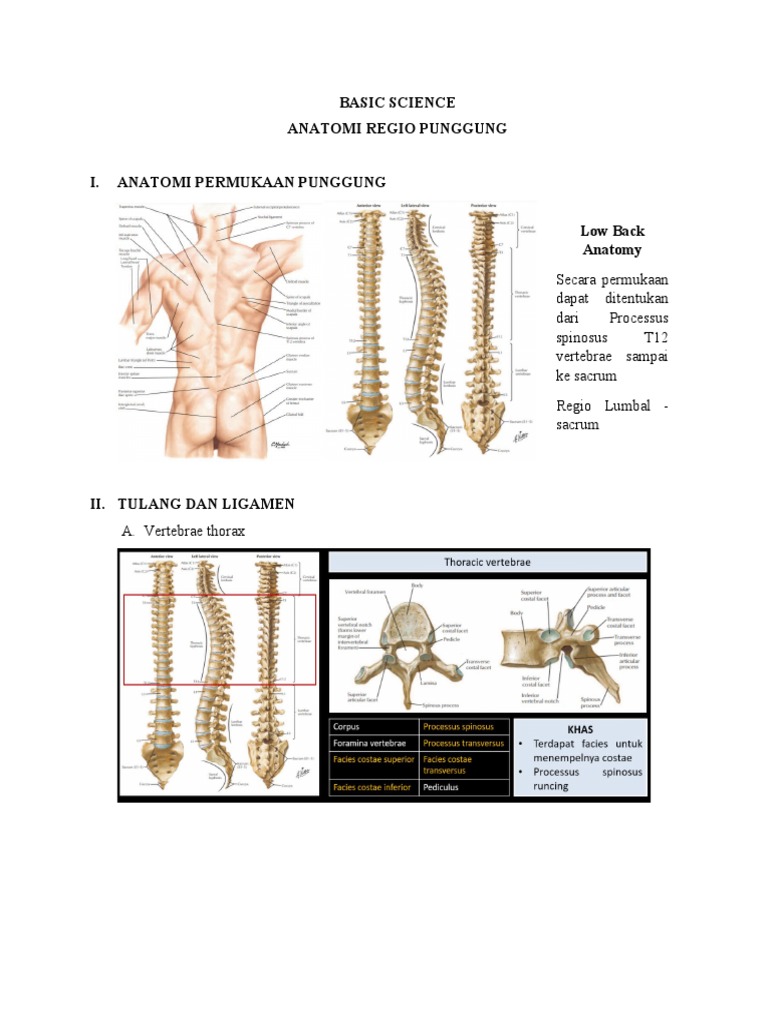 WORD KASUS 4 - ANATOMI REGIO PUNGGUNG - REZA RAMADHANSYAHH | PDF