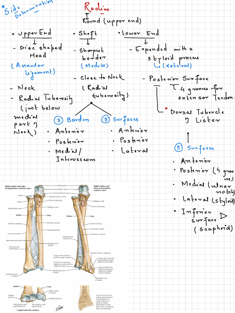 Radius (Bone and Attachments) Flow Chart | PDF | Soft Tissue | Skeletal ...
