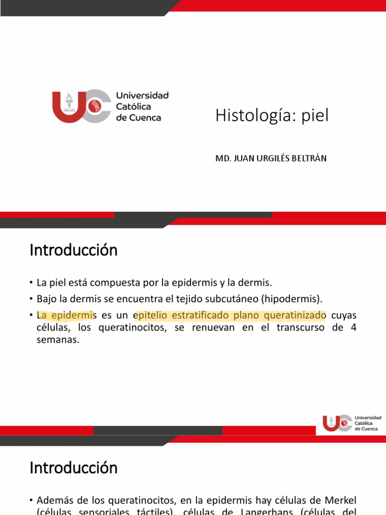 1 Piel | PDF | Piel | Epidermis