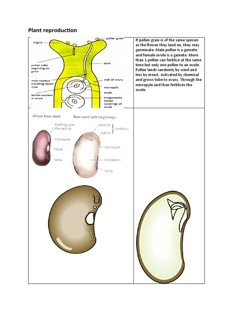 Yr 9 Plant Reproduction | PDF
