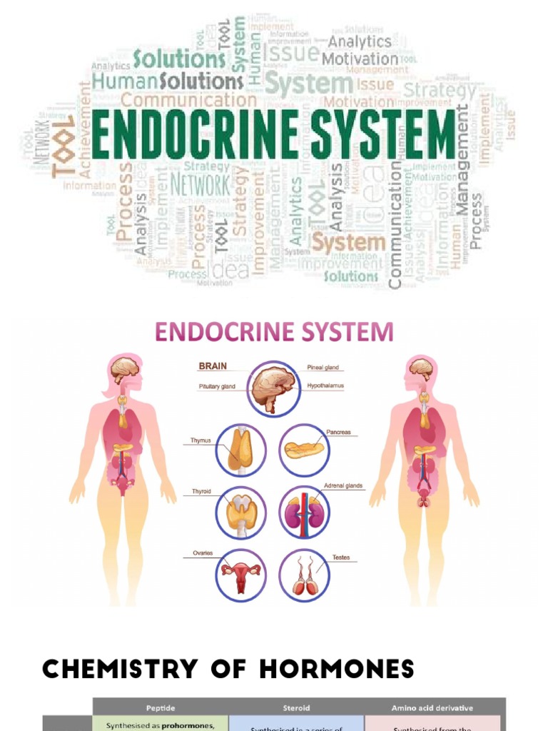 08 Endocrine System | PDF | Menstrual Cycle | Ovary