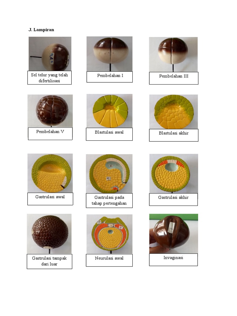 6.Lampiran_embrio_katak[1] | PDF