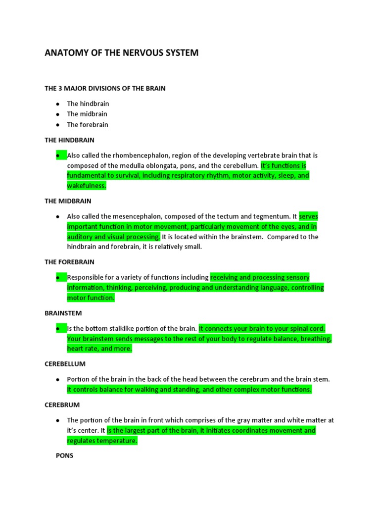 3 - Anatomy of The Nervous System | PDF | Brainstem | Central Nervous ...
