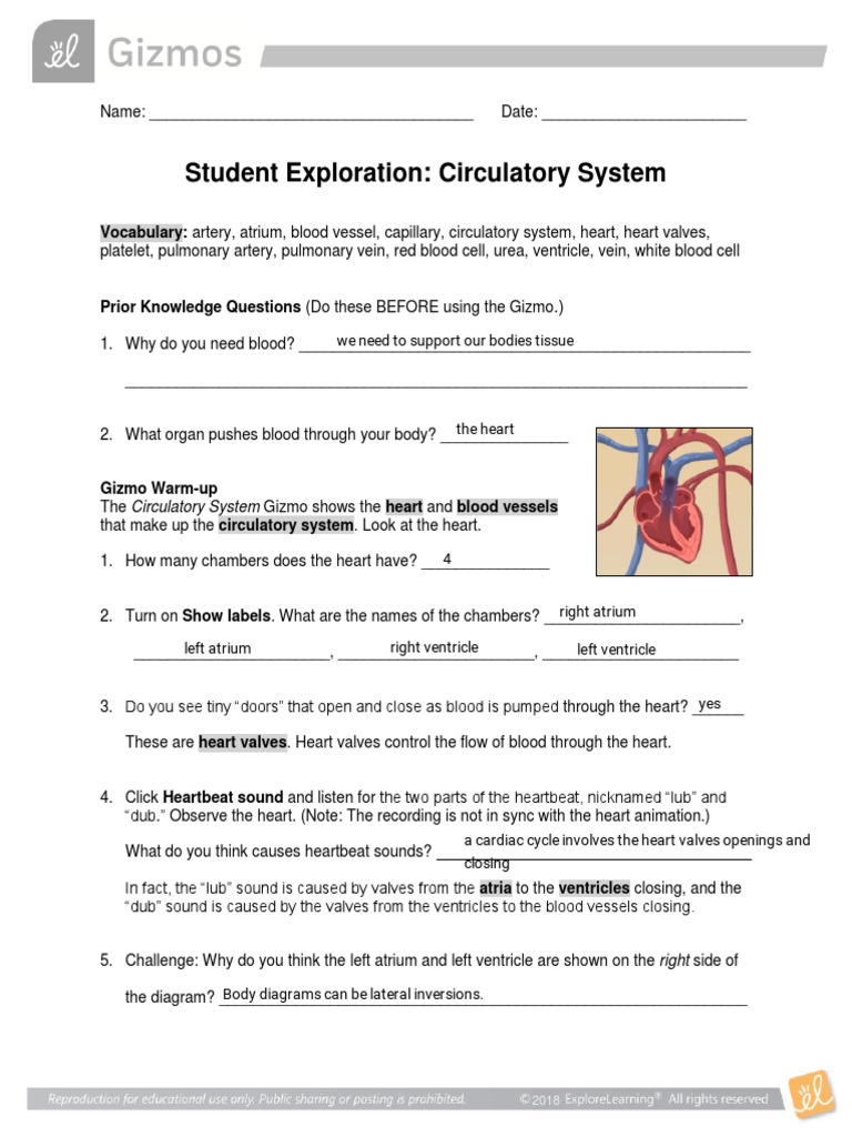Circulatory System Exploration Guide | PDF | Heart | Vein