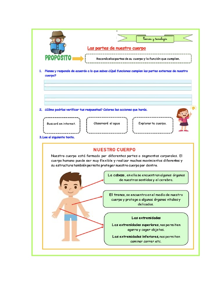 Las Partes Del Cuerpo Pdf