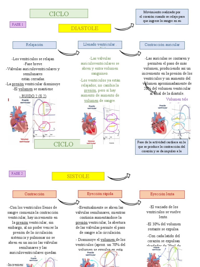 Fases del Ciclo Cardíaco y Diagrama | PDF | Ventrículo (corazón ...