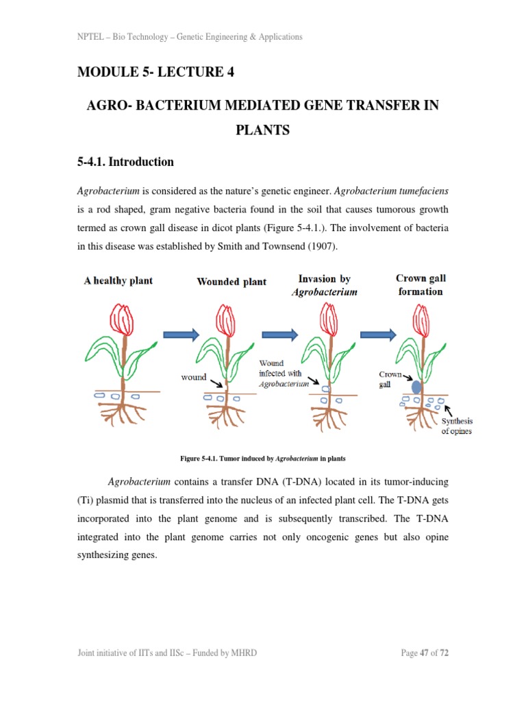 4 Agrobacterium Mediated Gene Transfer | PDF