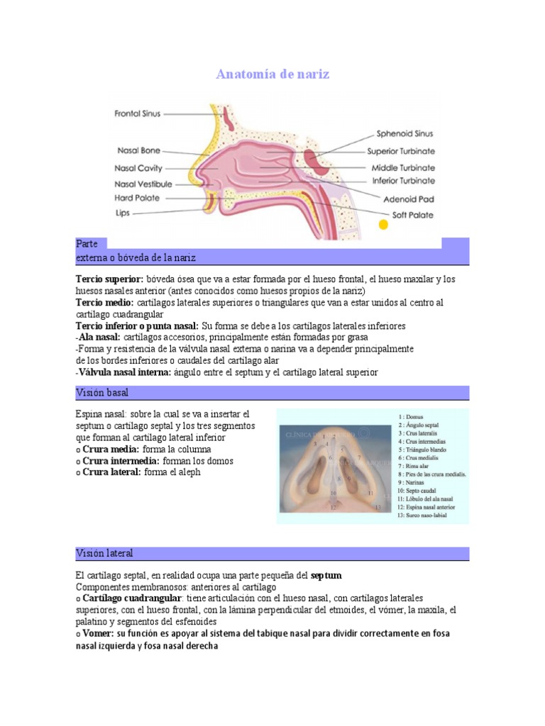 Anatomía de Nariz | PDF | Nariz humana | Anatomía humana