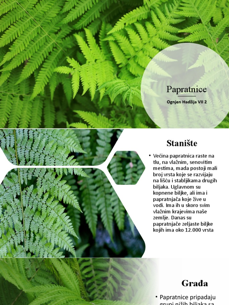 Paprati Prezentacija | PDF