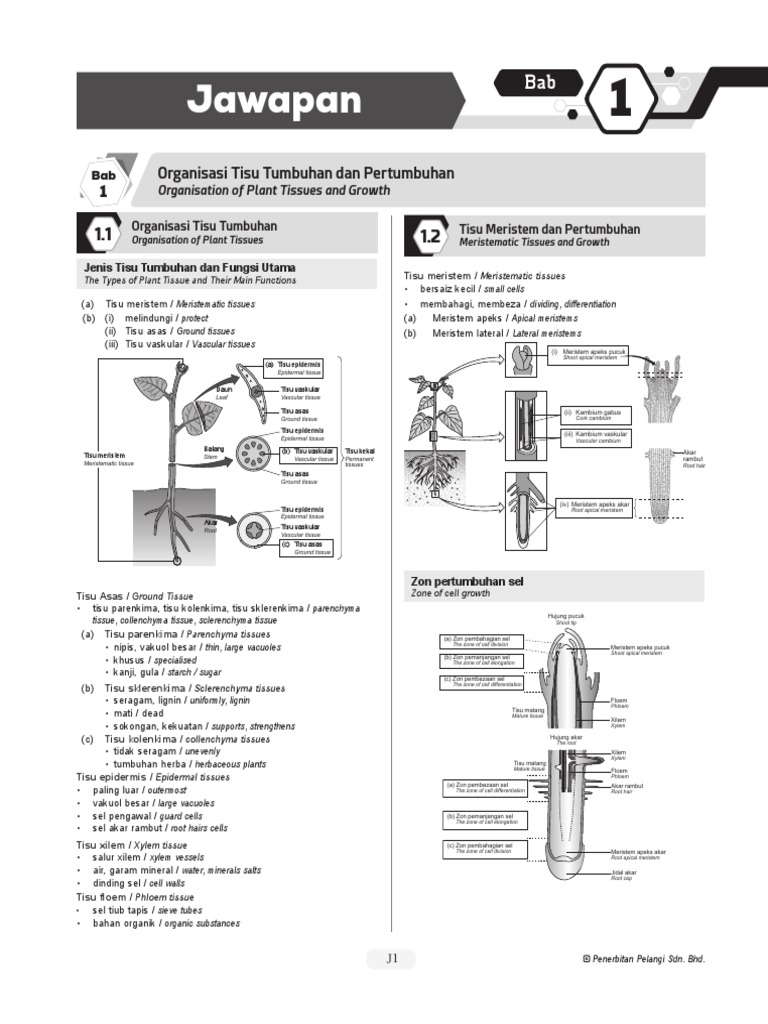 JawapanKeseluruhan 2 | PDF | Tissue (Biology) | Stoma