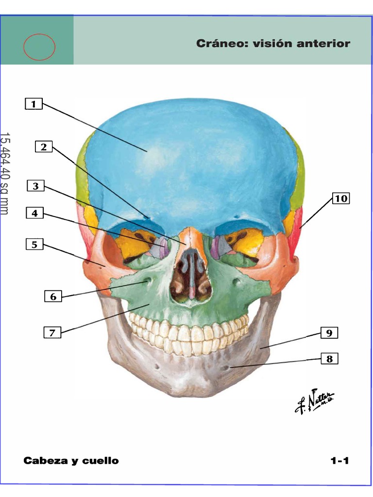 Netter. Flashcards de Anatomía - PARA IMPRIMIR | PDF
