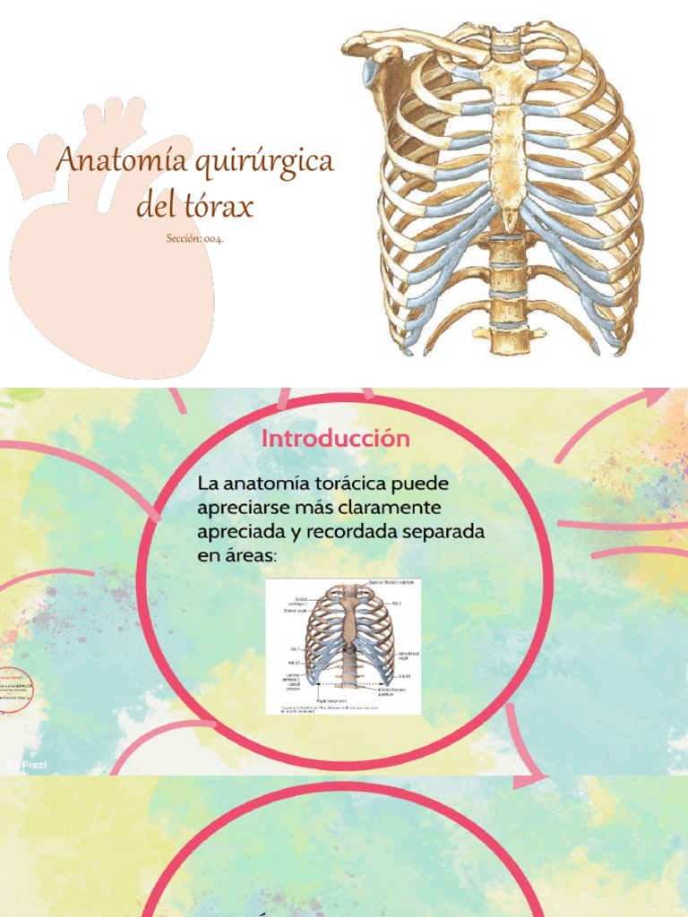 Anatomía QX de Tórax | PDF