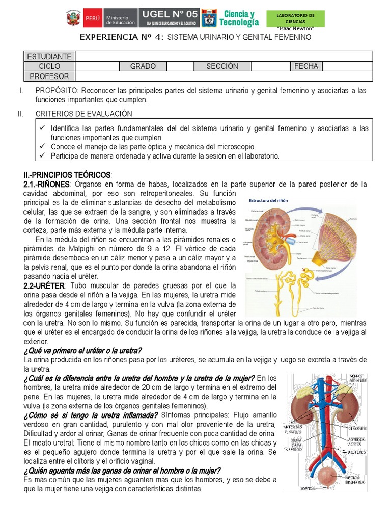 Practica de Laboratorio - Aparato Urinario | PDF | Sistema urinario | Ovario