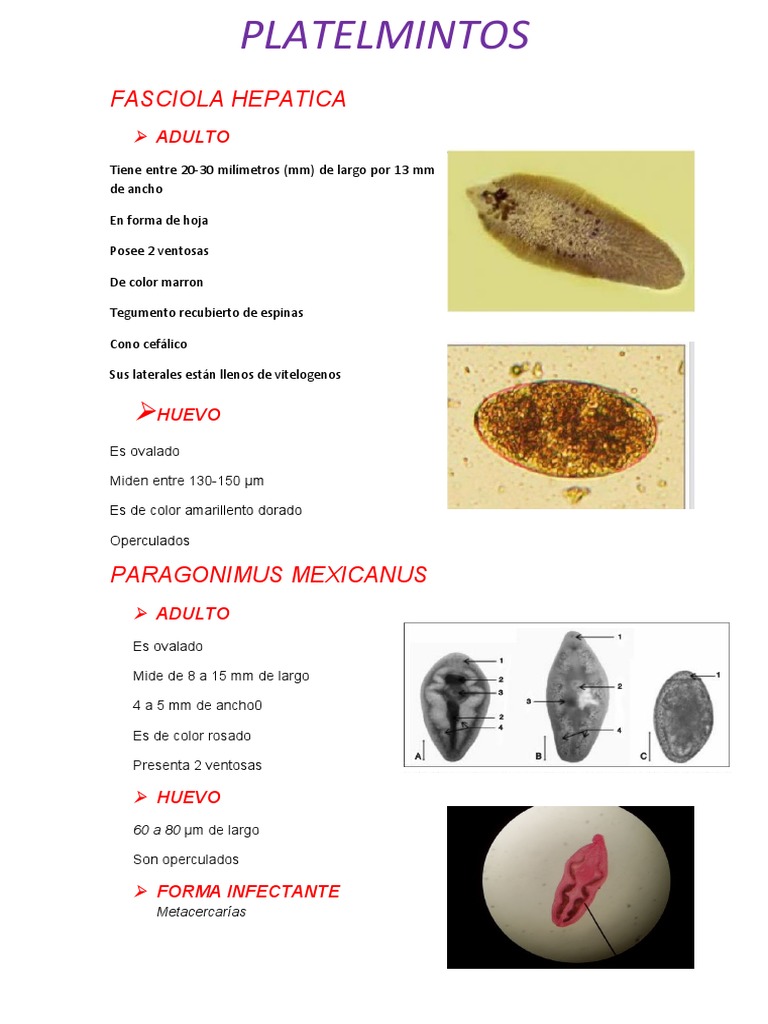 Helmintos Atlas | PDF | Especialidades Medicas | Animales y humanos