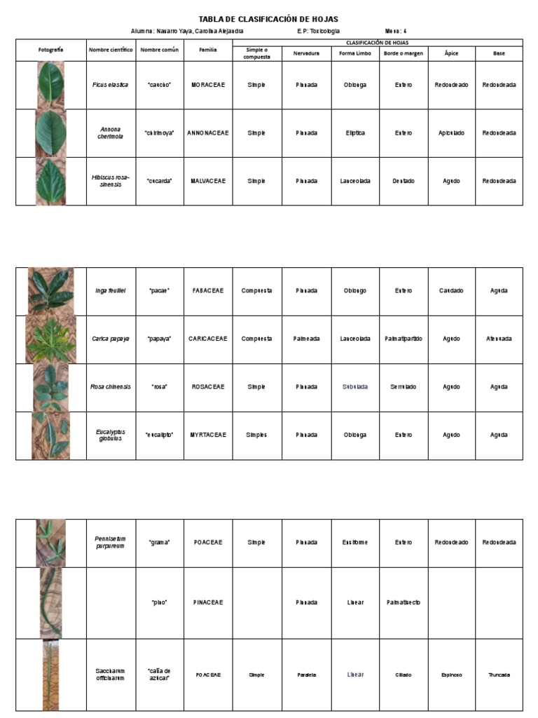 Tabla de Clasificación de Hojas | PDF
