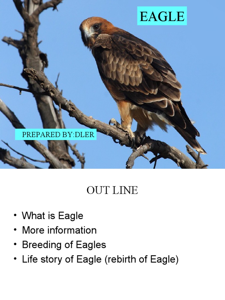 Eagle | PDF