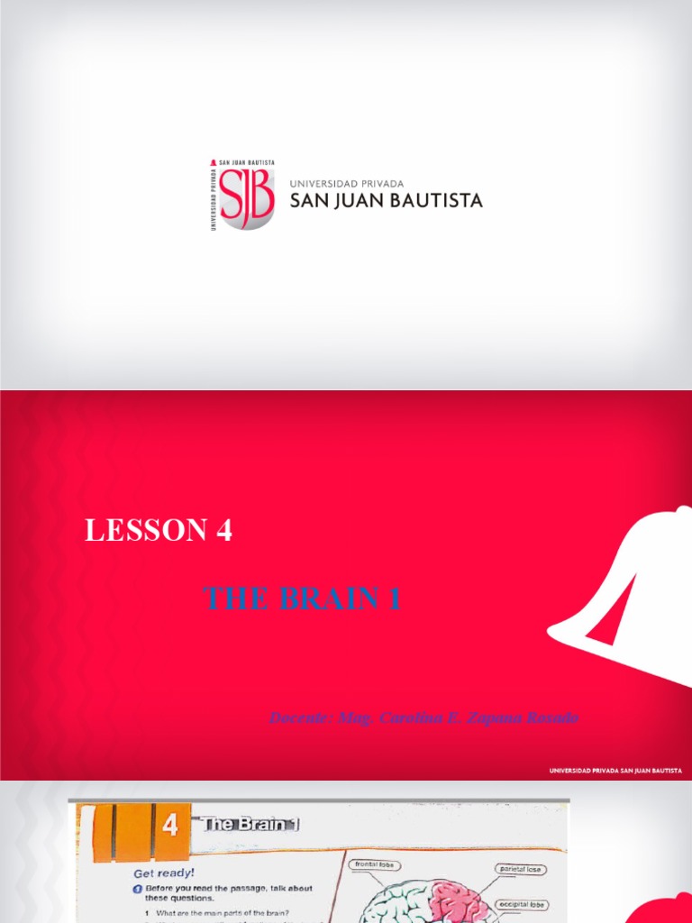 Sematosensory Cortex Overview | PDF | Cerebral Cortex | Insular Cortex