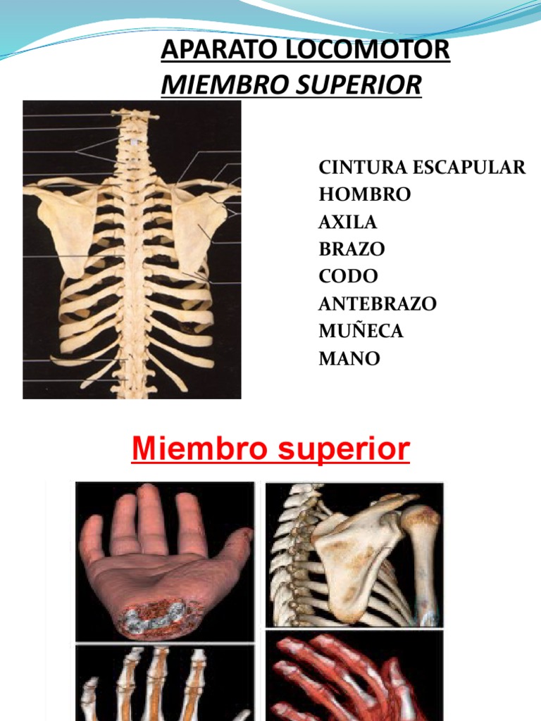 Anatomía de la Cintura Escapular | PDF | Articulación | Anatomía