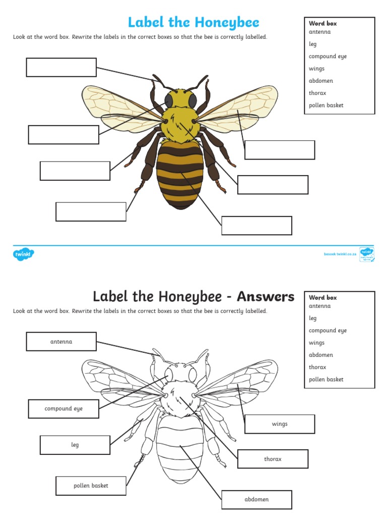 Label A Honeybee | PDF | Honey Bee | Insects