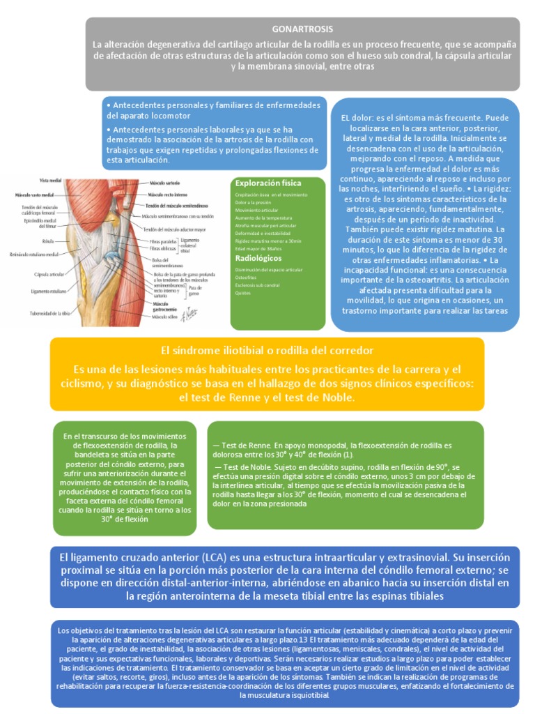 Mapa Conceptual Rodilla | PDF | Rodilla | Articulación