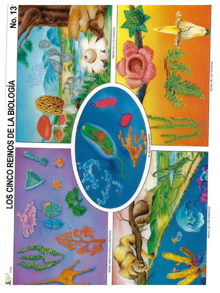 LOS CINCO REINOS DE LA BIOLOGIA Xs | PDF