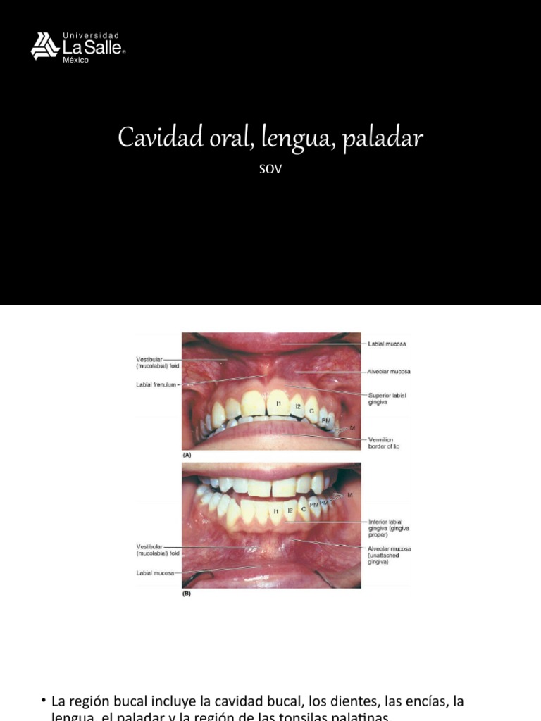 Anatomía de la Cavidad Oral y Lengua | PDF | Lengua | Boca