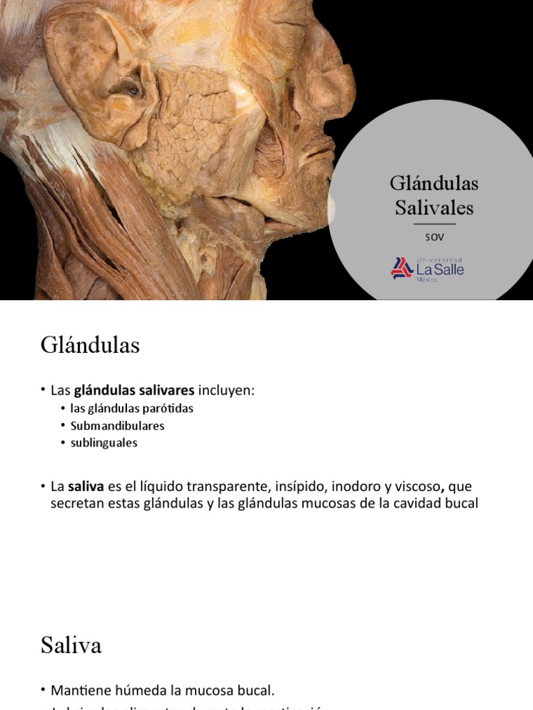 Anatomía de las Glándulas Salivales | PDF | Anatomía | Anatomía humana