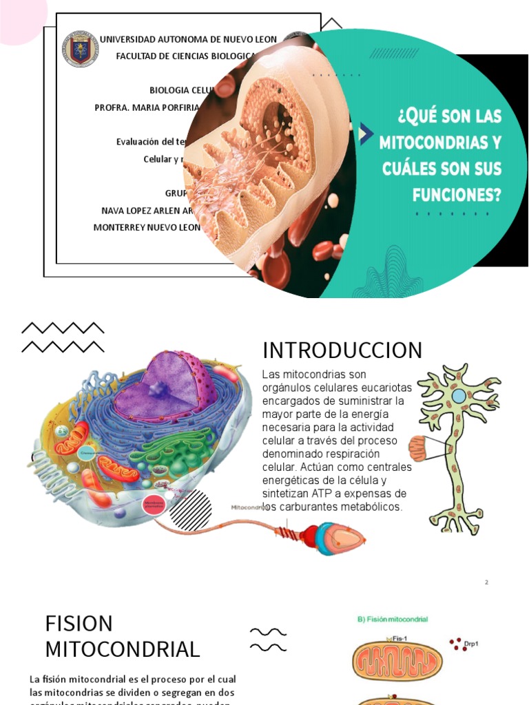 Biocel | PDF | Mitocondria | Trifosfato de adenosina