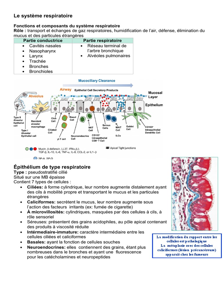 Le Système Respiratoire | PDF | Épithélium | Poumon